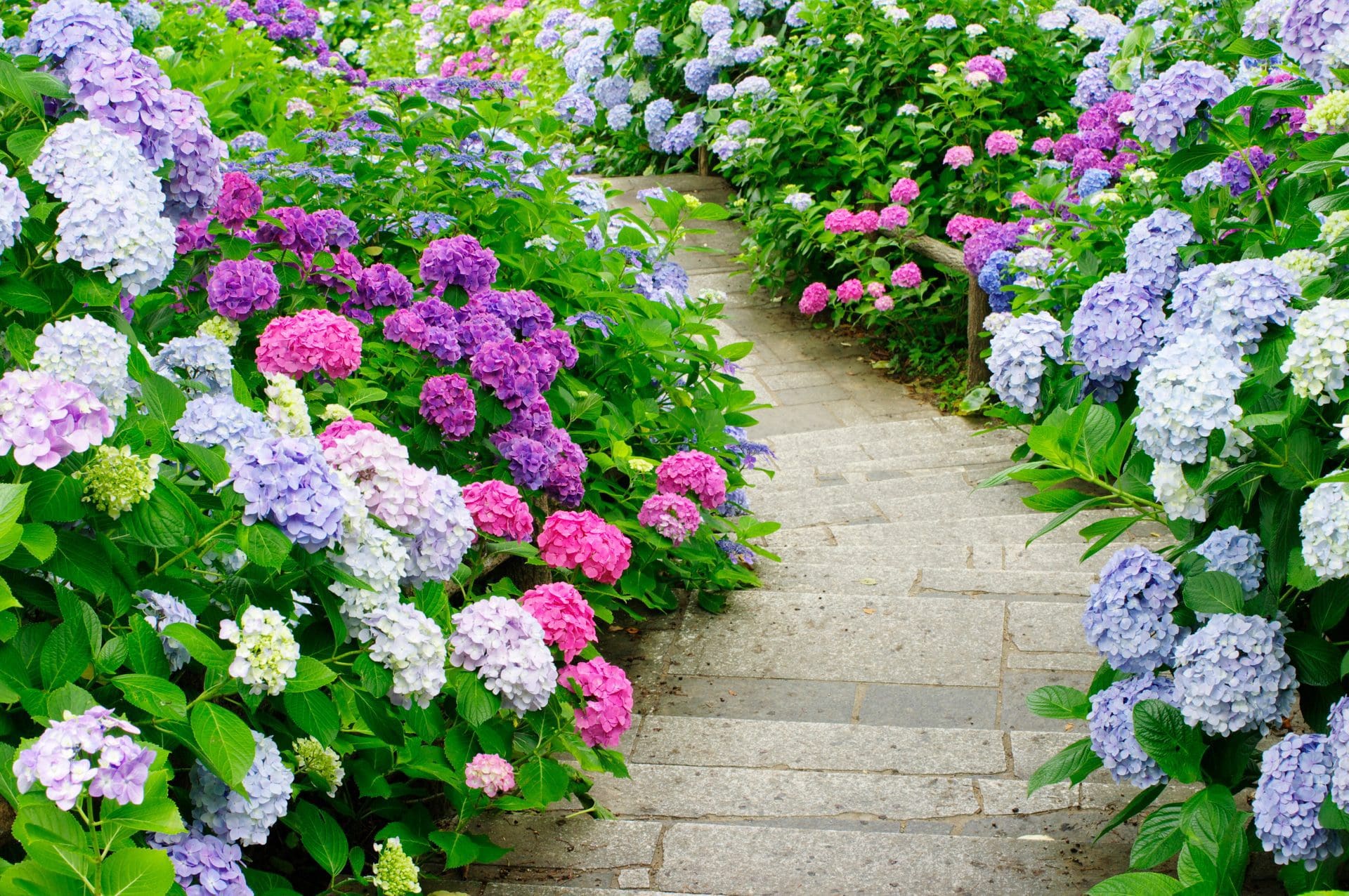Hortensia: 4 smarta tips för optimal plantering och skötsel