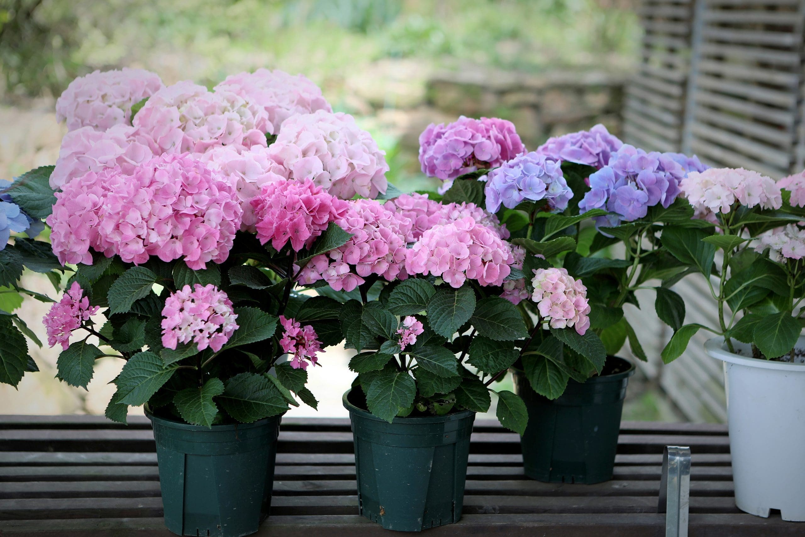 Hortensia: 4 smarta tips för optimal plantering och skötsel
