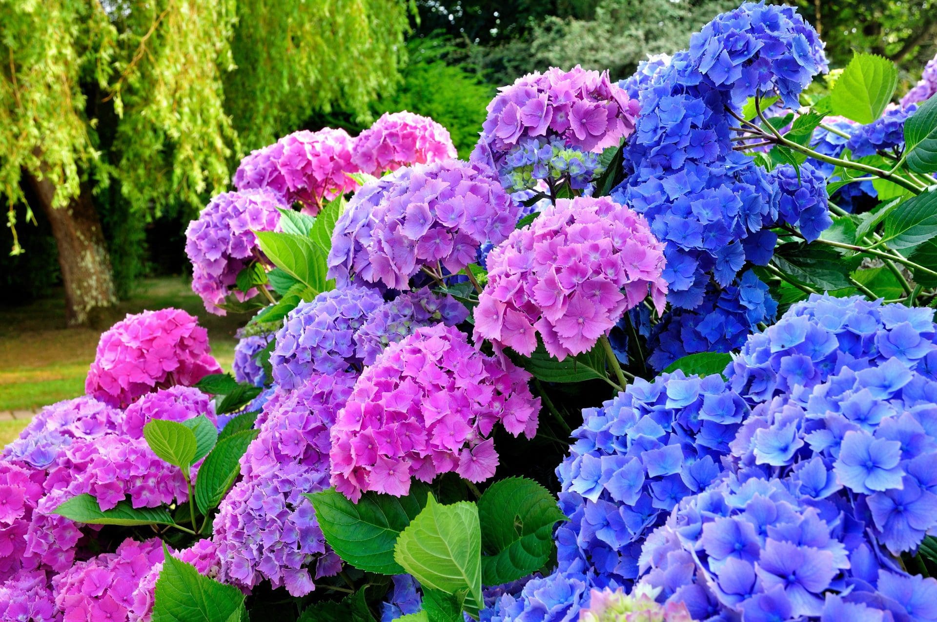 Hortensia: 4 smarta tips för optimal plantering och skötsel
