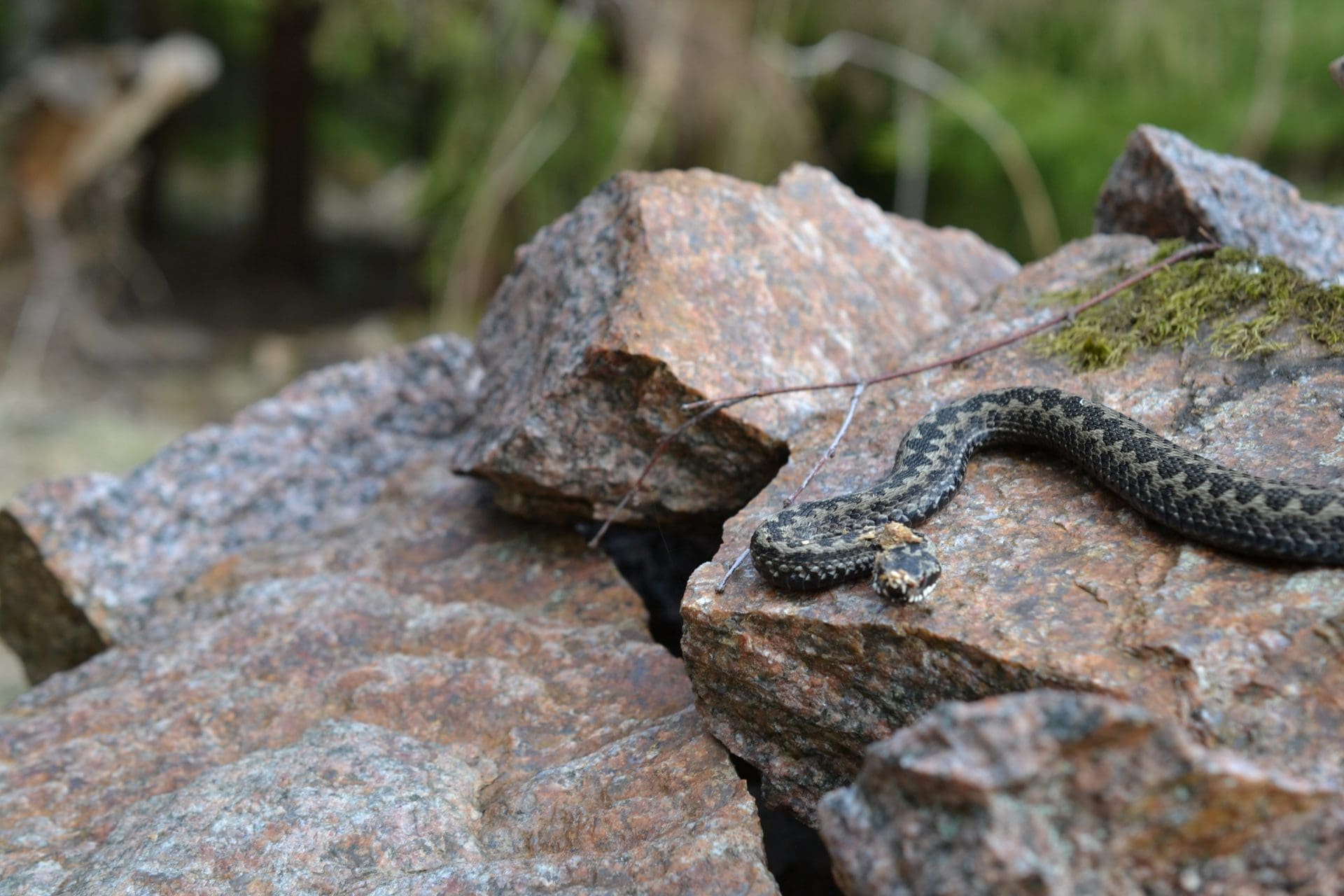 Huggorm: Identifiering, förebyggande och åtgärder vid bett